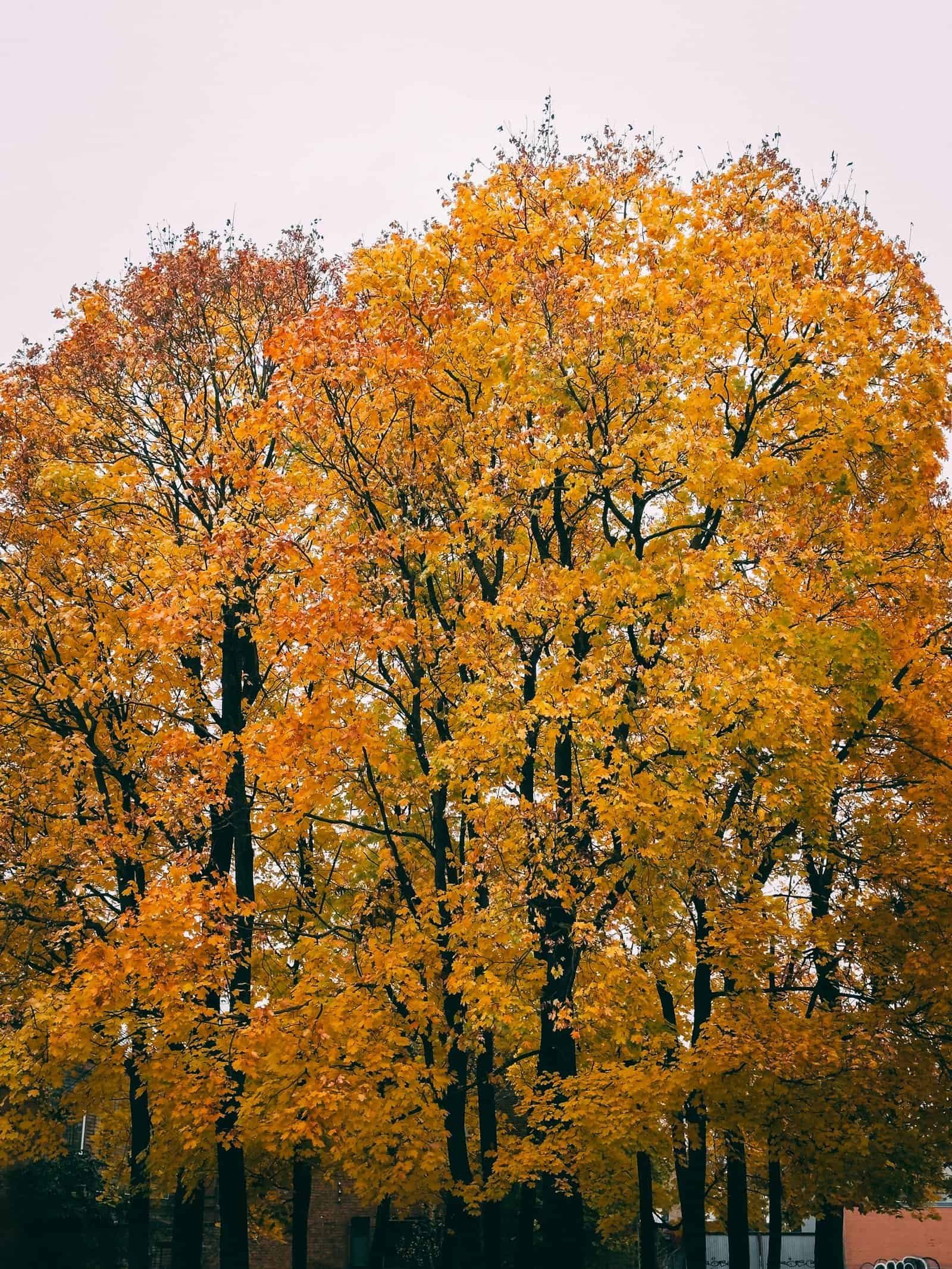 Toronto’s Top 15 Spots to Experience Fall Colors - Canada Travel and Beyond